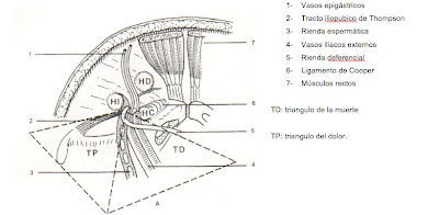 CIRUGIA MARIA CURIE: CLASE "ANATOMÍA DE LA REGIÓN INGUINAL EN EL ACCESO ...