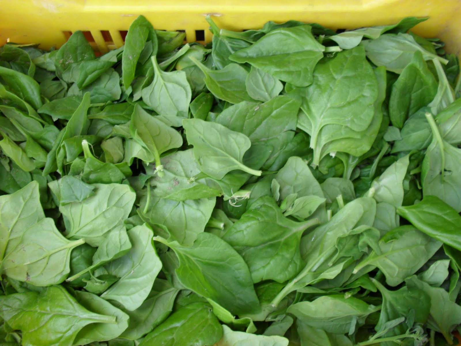 brightly coloured sunflowers: Shopping at the local greengrocers
