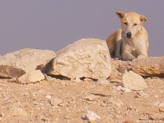 Cairo/Giza Daily Photo: A Desert Dog