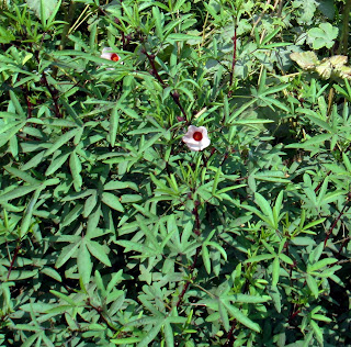 Cairo/Giza Daily Photo: The Actual Karkade