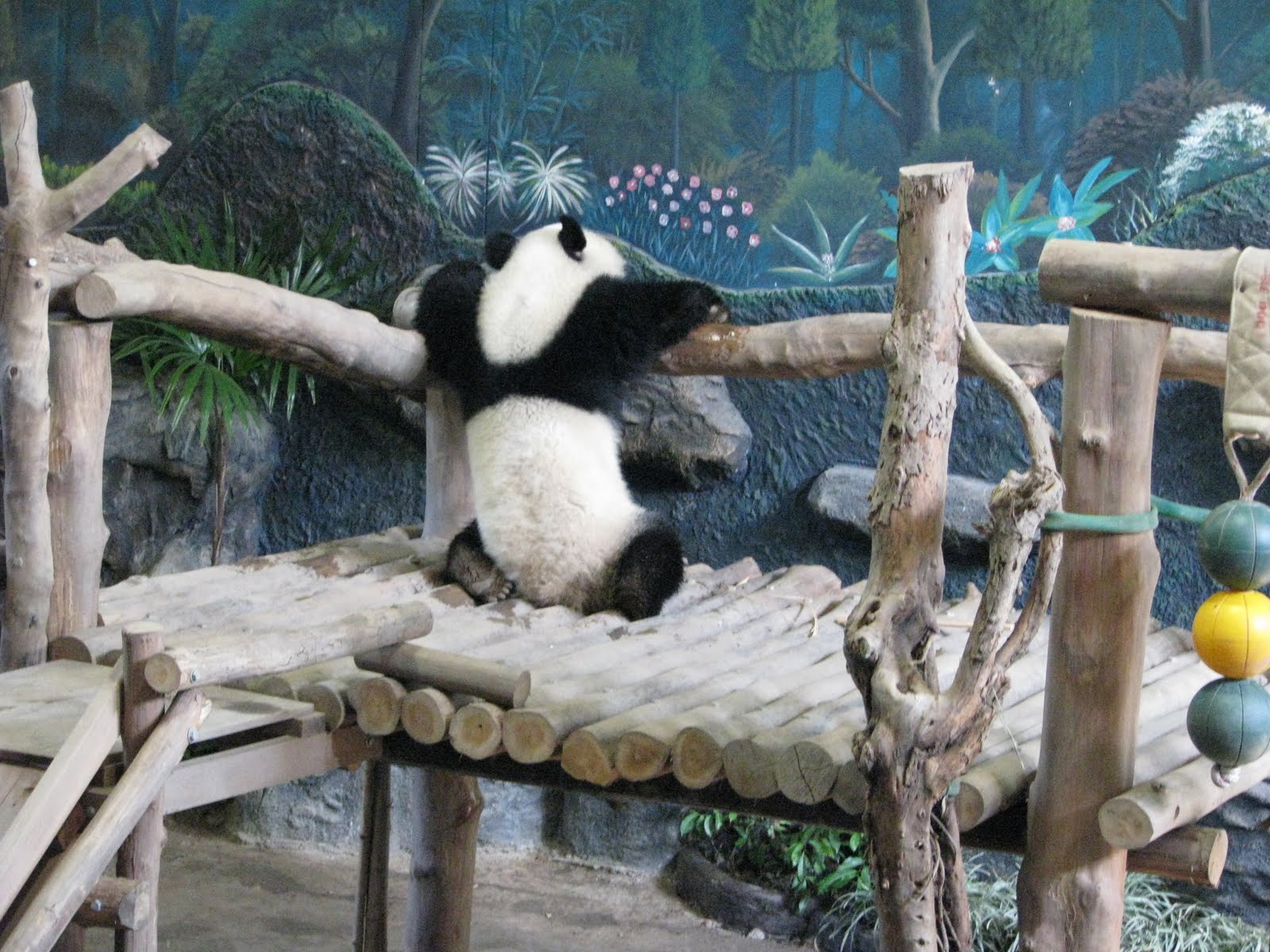 Spin Easy Time!: Chiang Mai Zoo: Alert The Media! Lin Ping Awake!