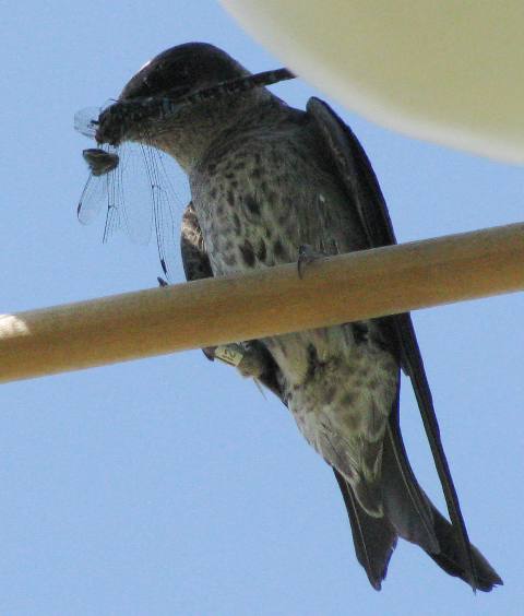 Avian Life in Kent, Connecticut