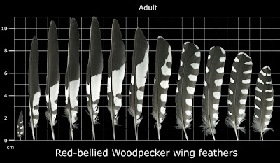 Wildbirds Broadcasting: Feather Atlas Useful for Identification of ...