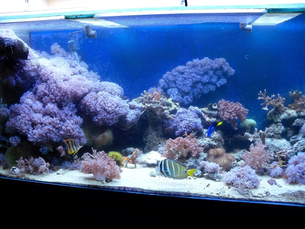 sobre sansibia y otros similares | Un blog de antonio a.j