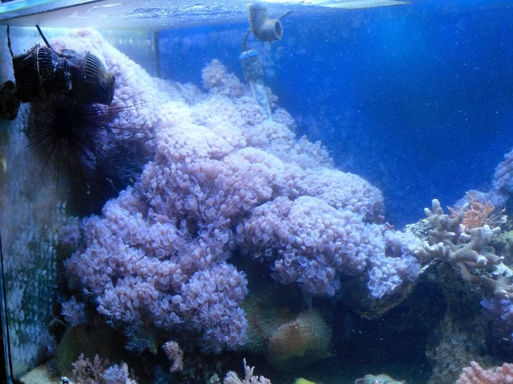 sobre sansibia y otros similares | Un blog de antonio a.j