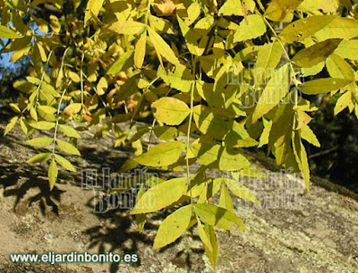The Wonders of Nature: Ash tree (El Fresno)