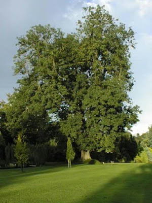 The Wonders of Nature: Ash tree (El Fresno)