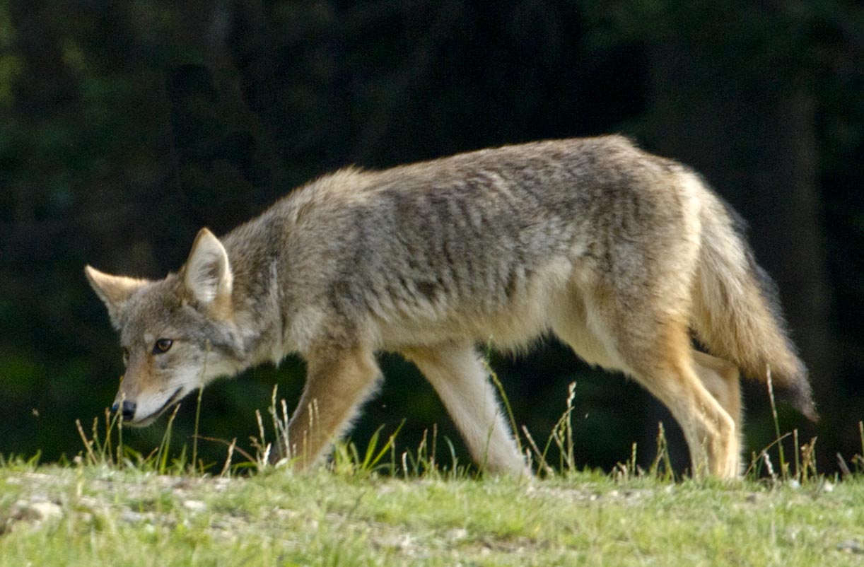 Being on the Edge: Loons, Damsels, and Coyotes..... Pittsburg N.H.