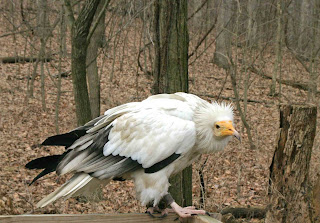 World Bird Sanctuary: Adopt A Bird spotlight: Osiris (Egyptian Vulture)