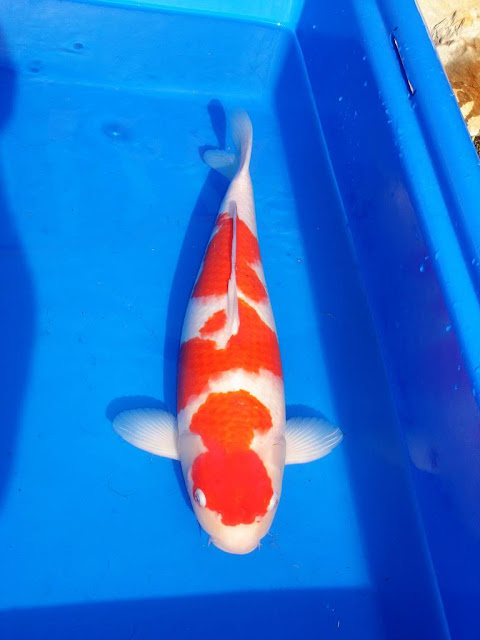 Nishikigoi Novelle: KCSD 23rd Annual Koi Show