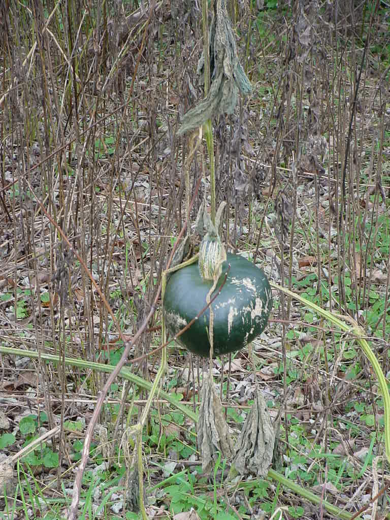 Busy Thimble: Hanging Squash