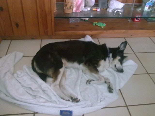 Rambling Moose: You can wear out a Border Collie – When Monkeys Fly!