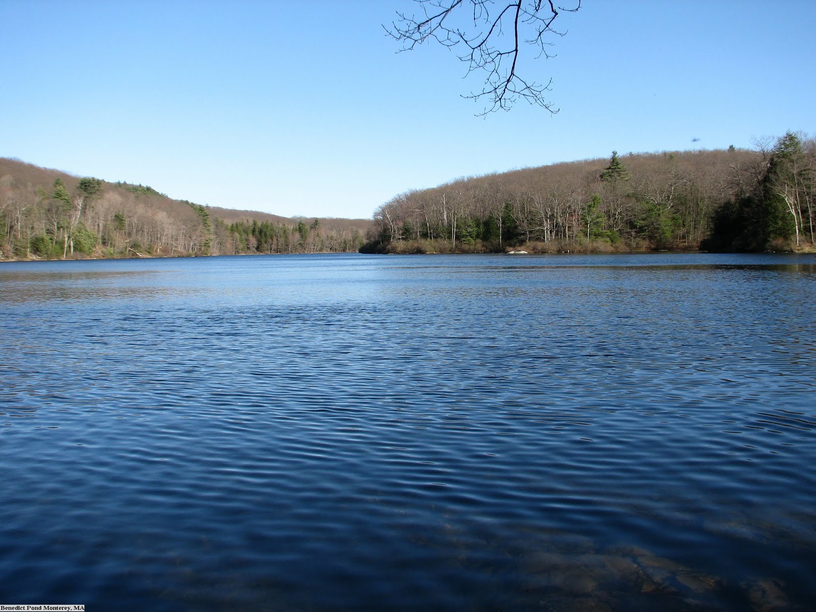 The Brownstone Birding Blog: Camping At Beartown State Forest