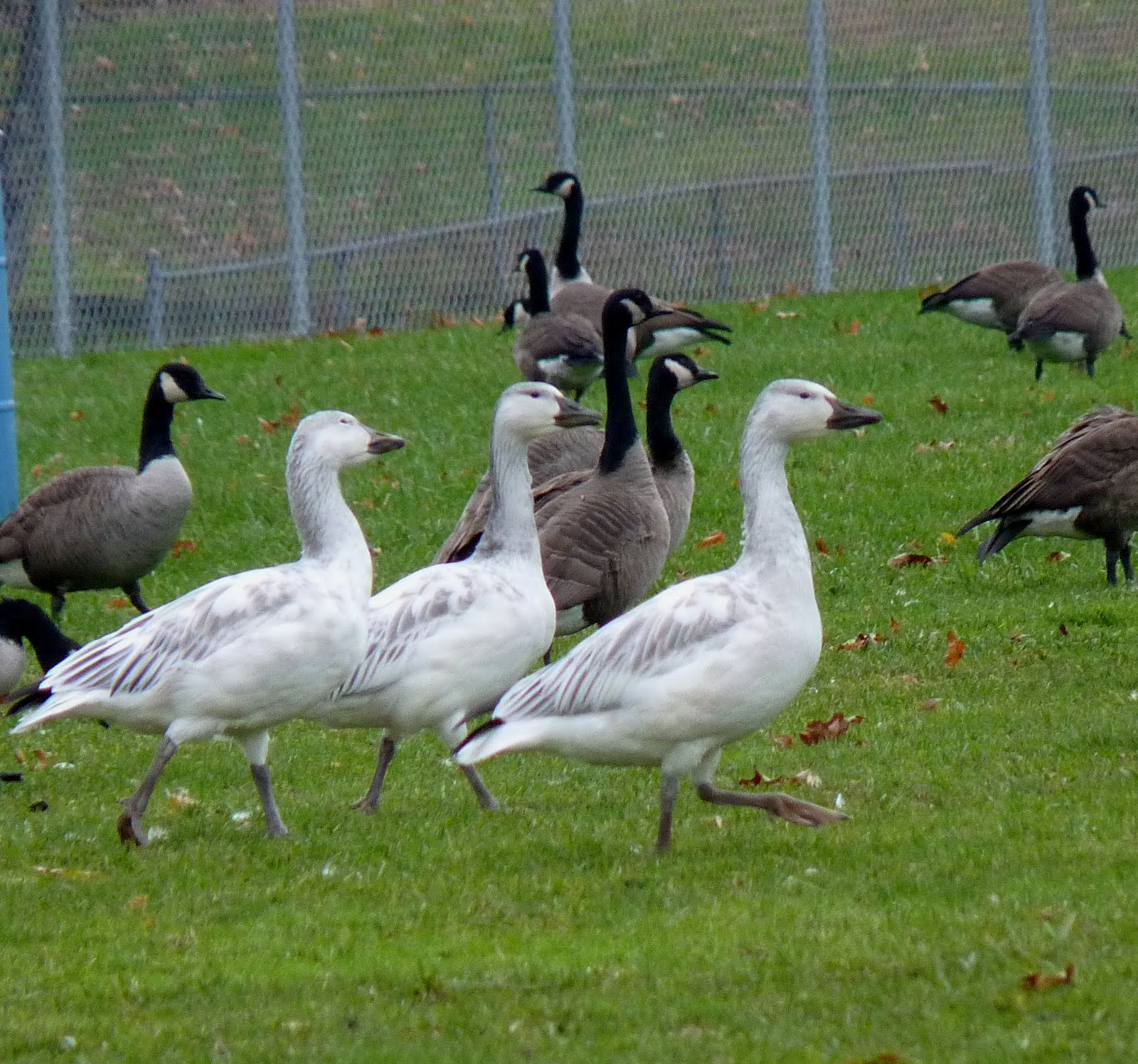 The Brownstone Birding Blog: On A Wild Snow Goose Chase