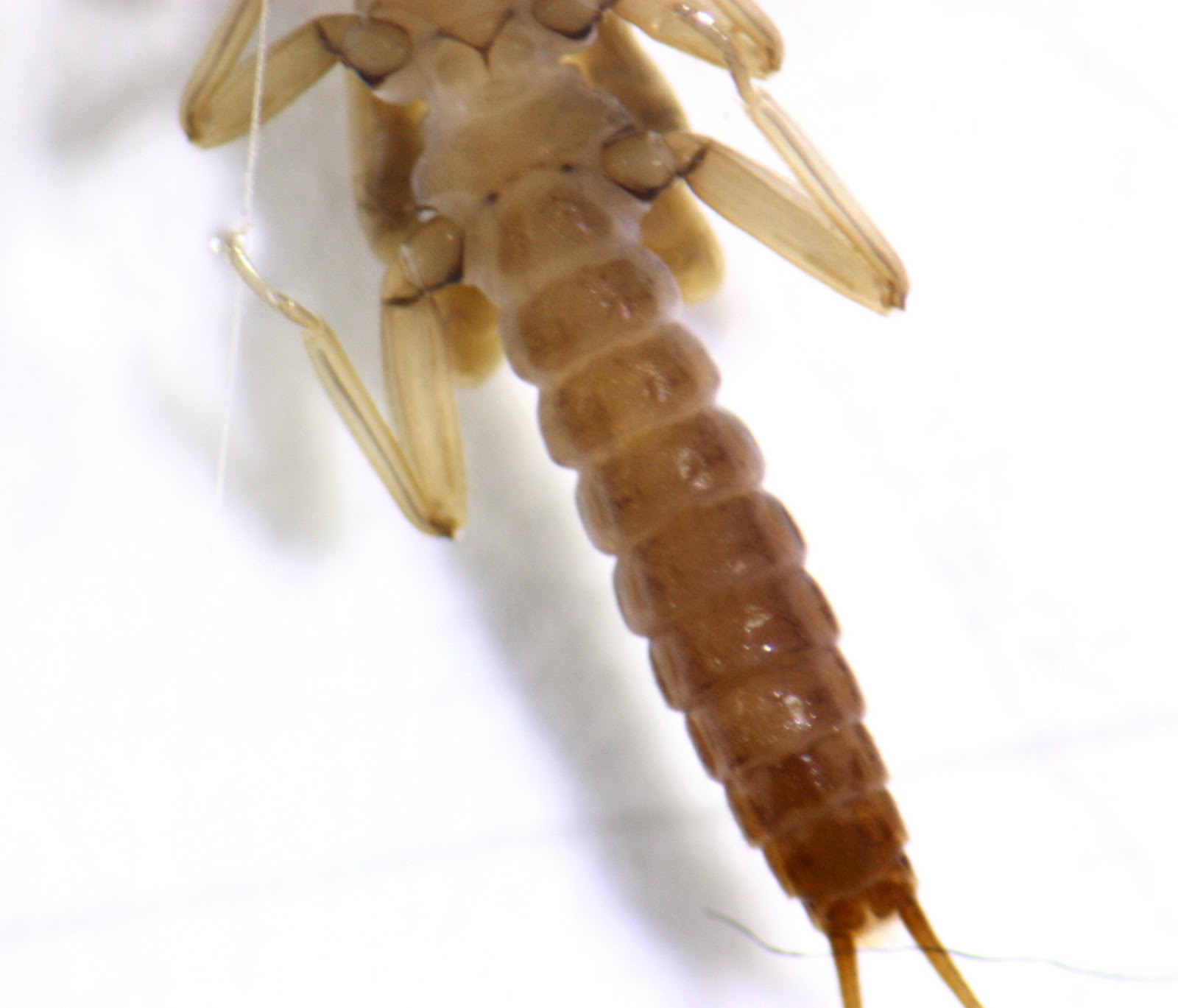 Aquatic Insects of Central Virginia: Small Winter Stoneflies (Capniidae)