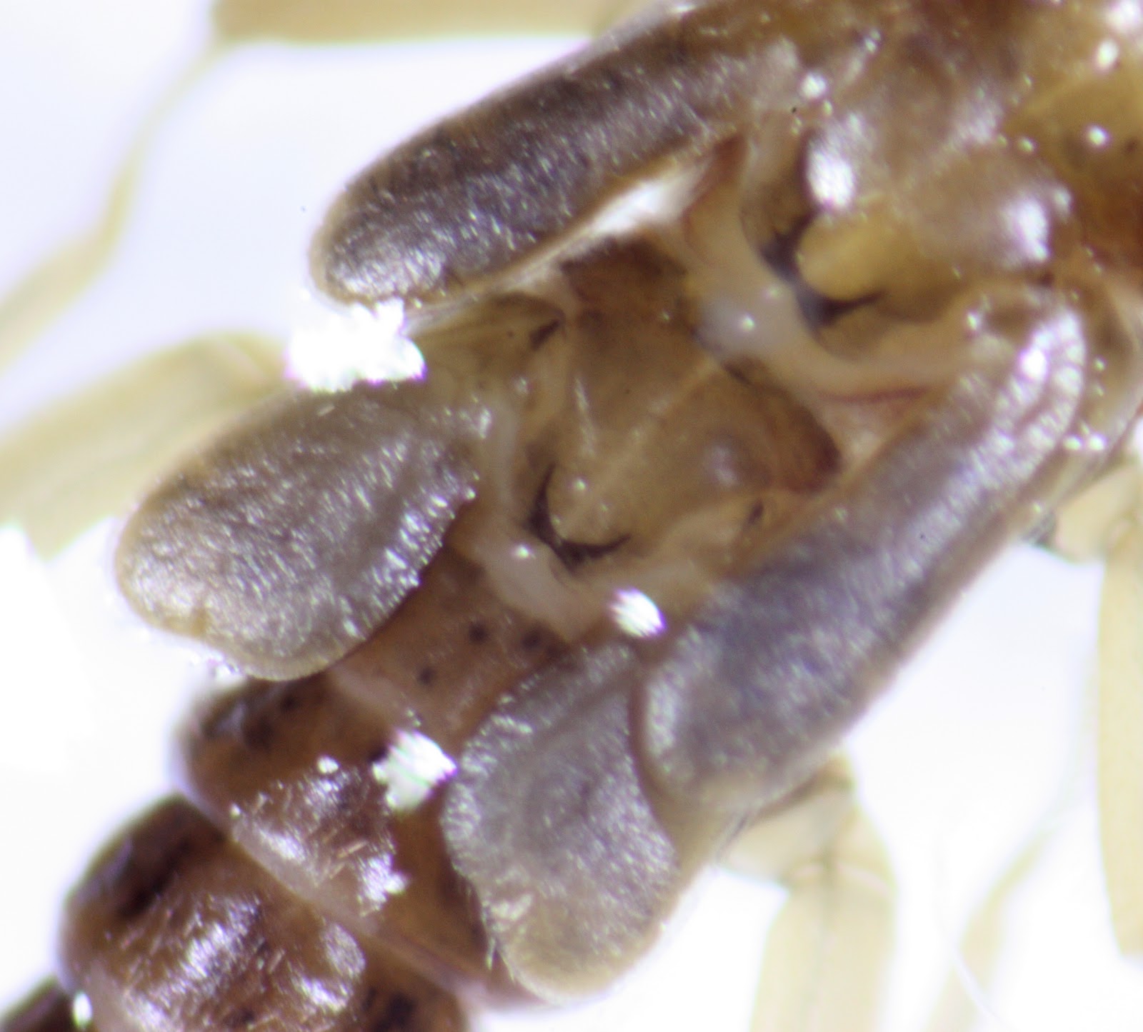 Aquatic Insects of Central Virginia: Small Winter Stoneflies (Capniidae)