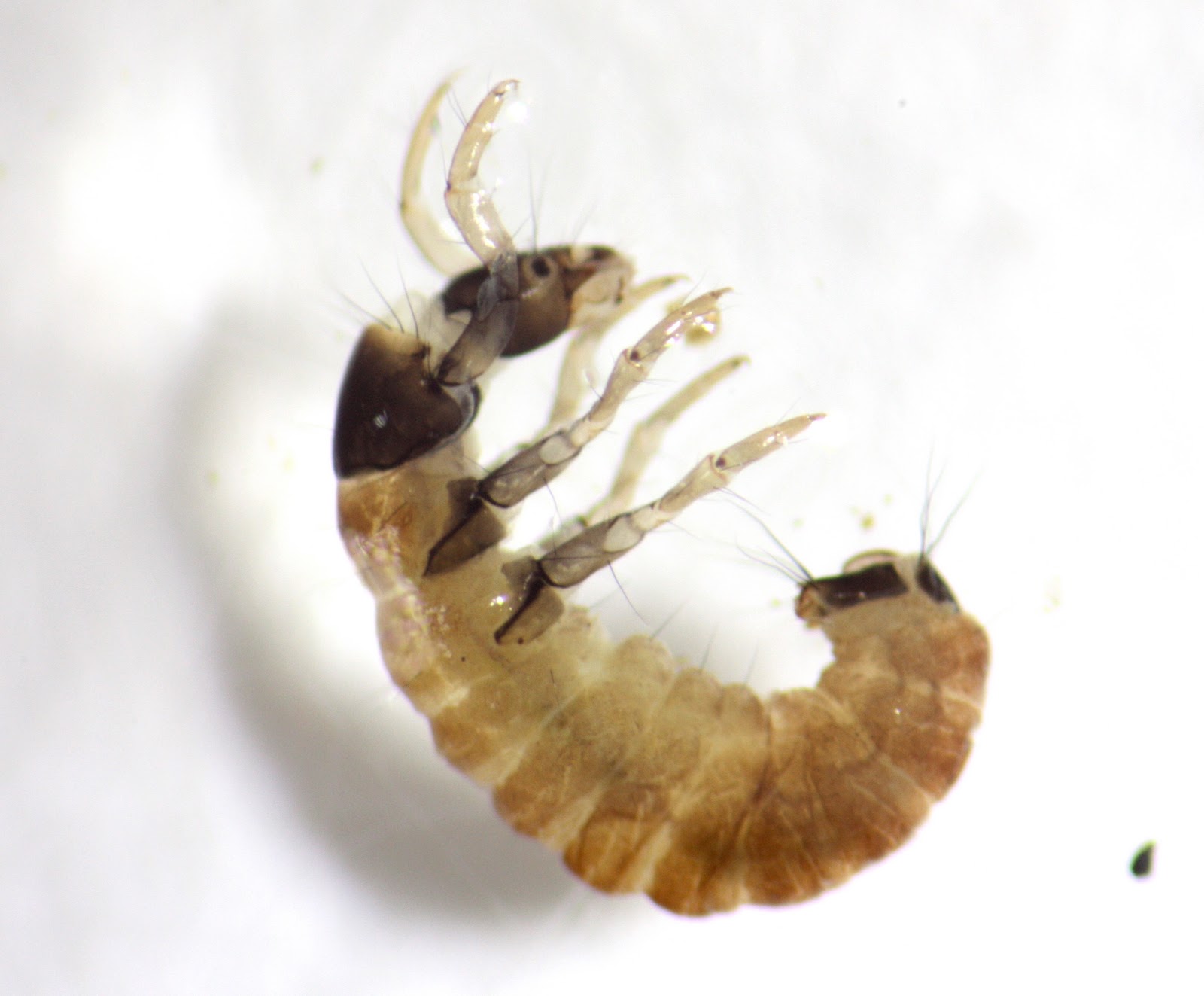 Aquatic Insects of Central Virginia: First sightings, fall and winter