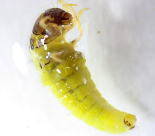 Aquatic Insects of Central Virginia: Lickinghole Creek: Uenoid Caddisflies