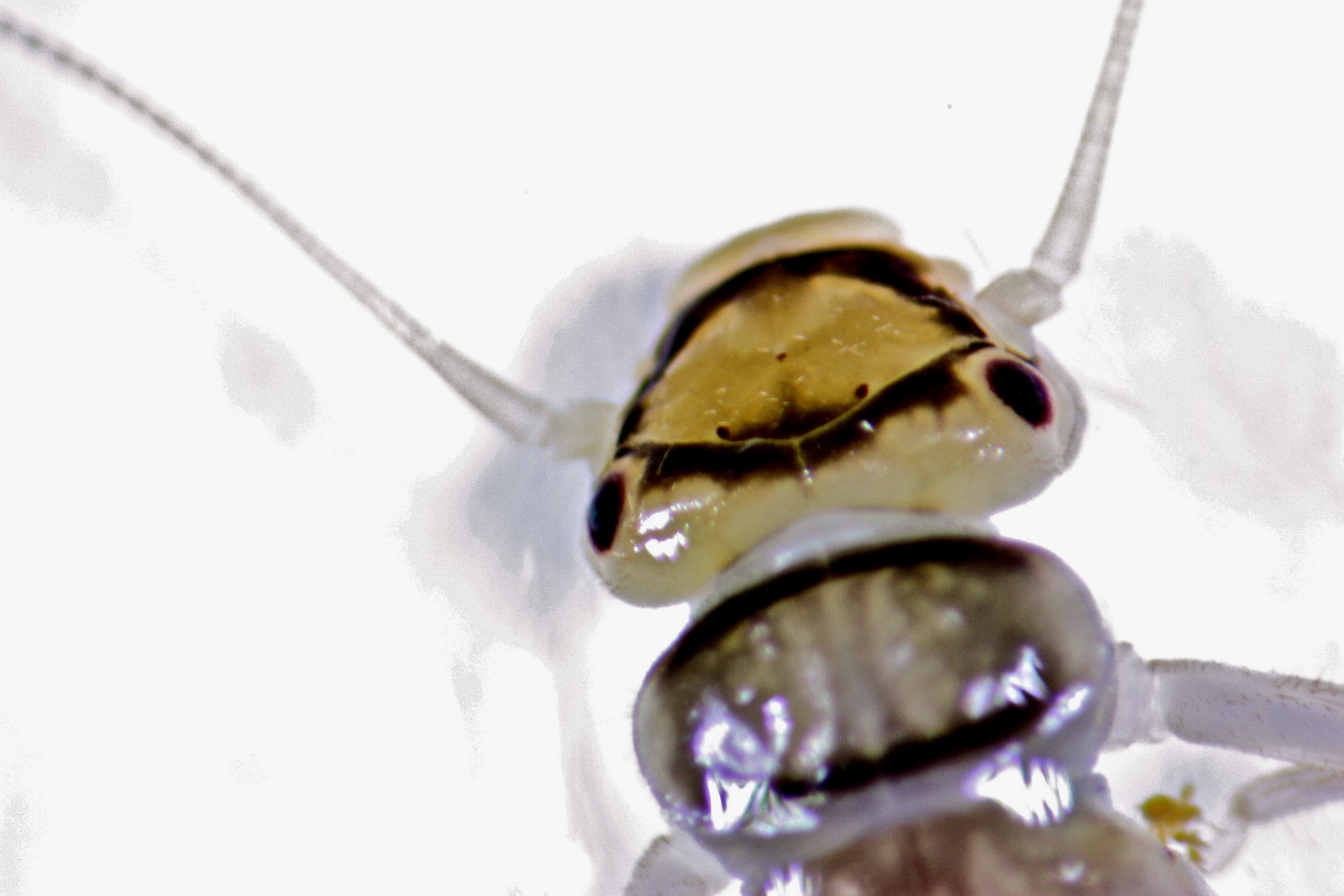 Aquatic Insects of Central Virginia: Perlodid Stoneflies (family ...