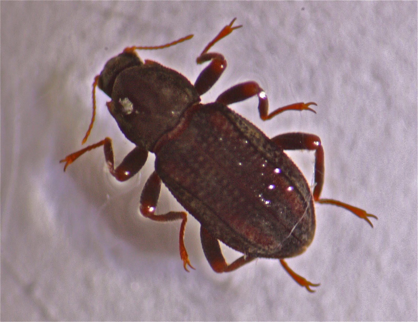 Aquatic Coleoptera