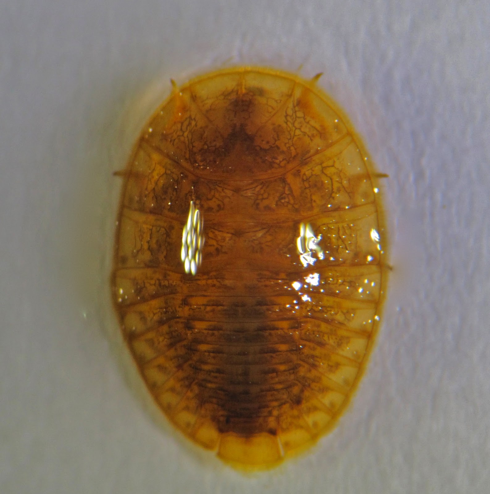 Aquatic Insects of Central Virginia: Aquatic Beetles (Coleoptera)