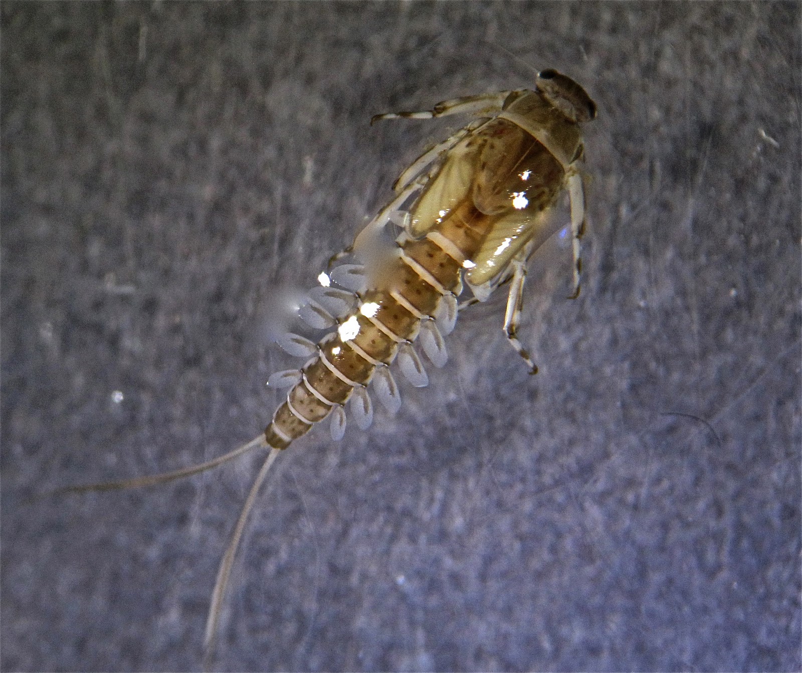 Aquatic Insects of Central Virginia: The "Small Minnow" Mayfly (family ...