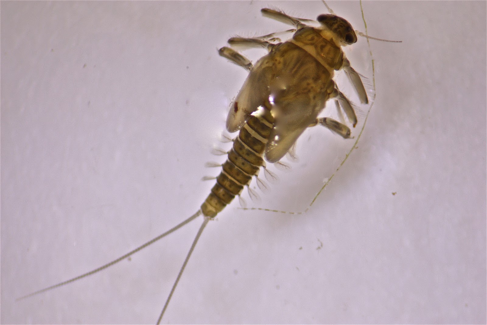 Aquatic Insects of Central Virginia: The "Small Minnow" Mayfly (family ...