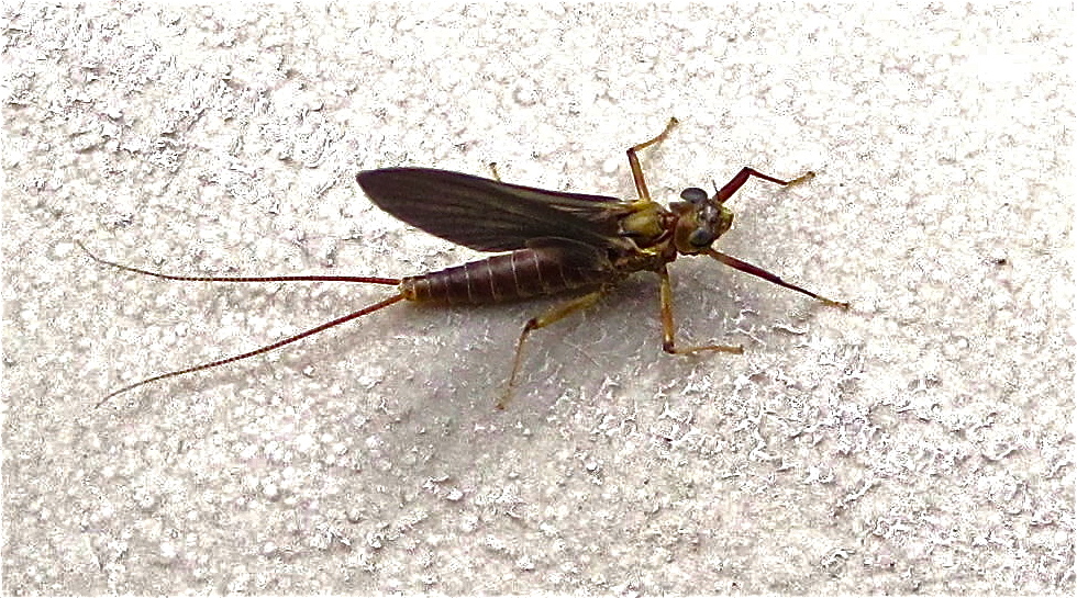 Aquatic Insects of Central Virginia: The "Small Minnow" Mayfly (family ...