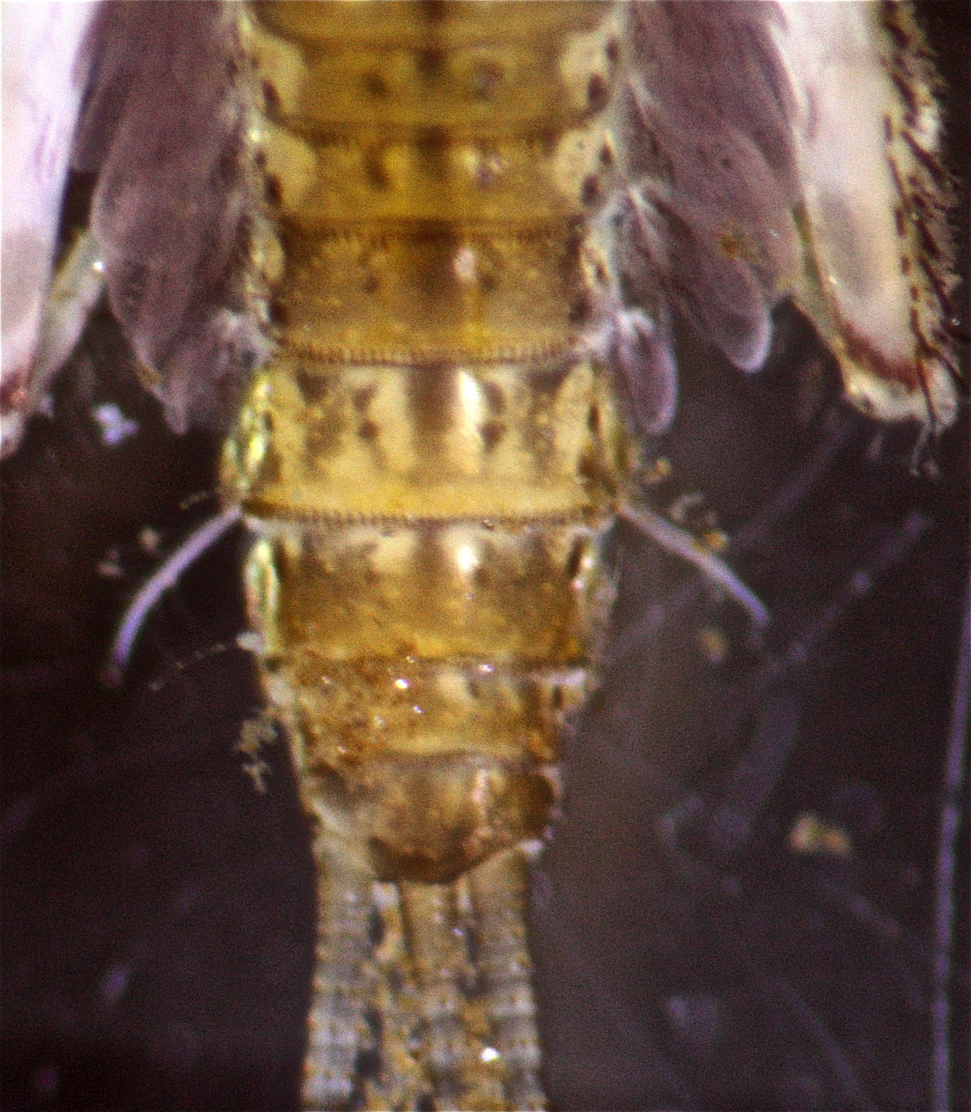 Aquatic Insects of Central Virginia: Flatheaded Mayflies (family ...