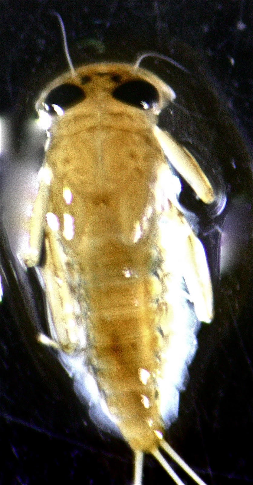 Aquatic Insects of Central Virginia: Flatheaded Mayflies (family ...