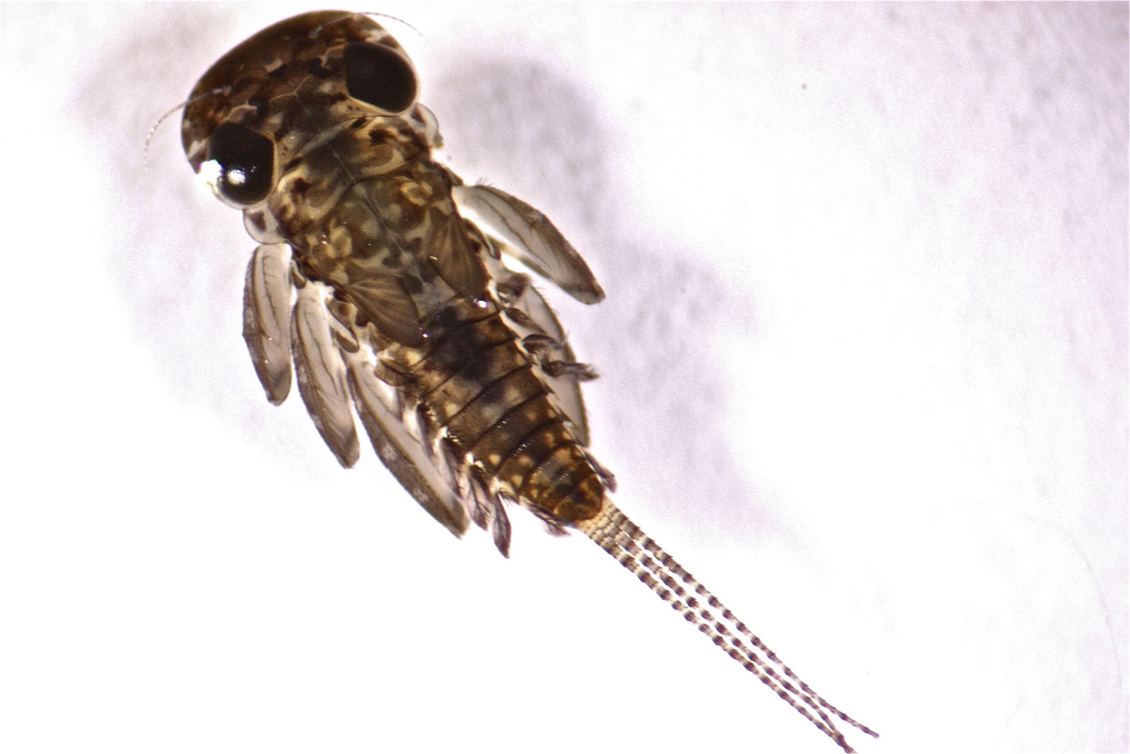 Aquatic Insects of Central Virginia: Flatheaded Mayflies (family ...