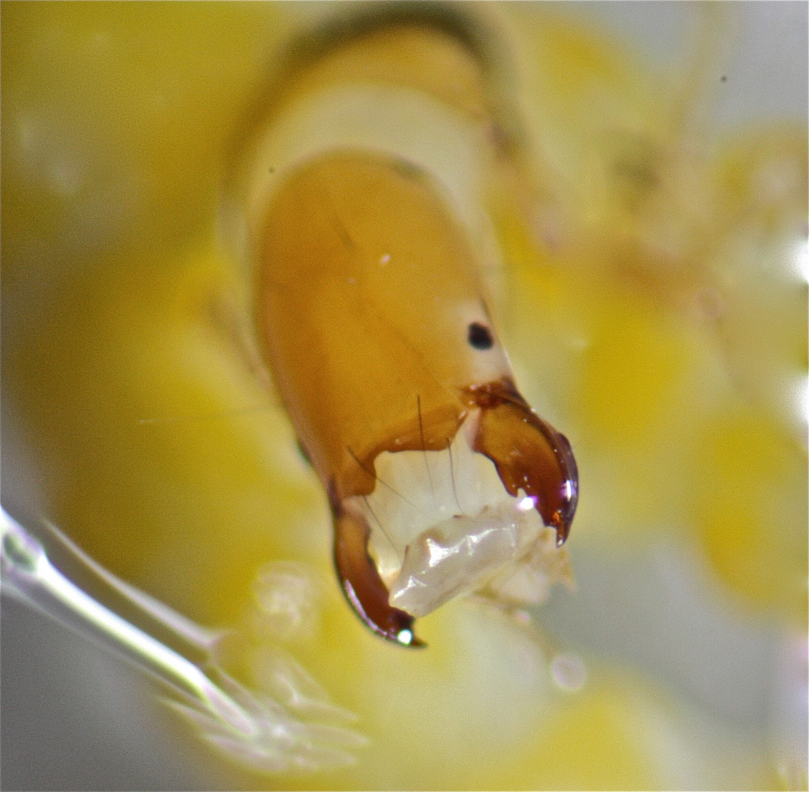 Aquatic Insects of Central Virginia: Fingernets (family: Philopotamidae ...