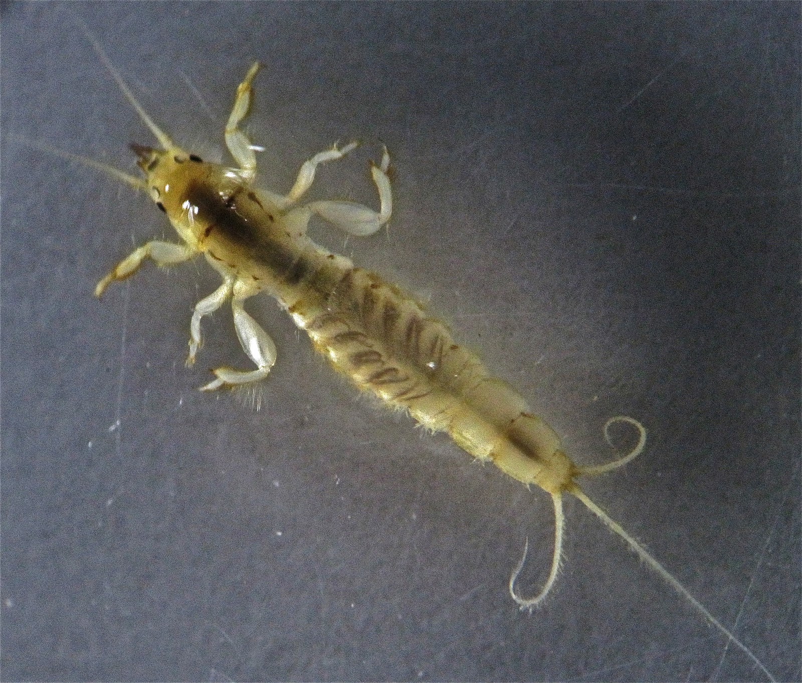 Aquatic Insects of Central Virginia: Wierd Looking Mayflies: "Common ...