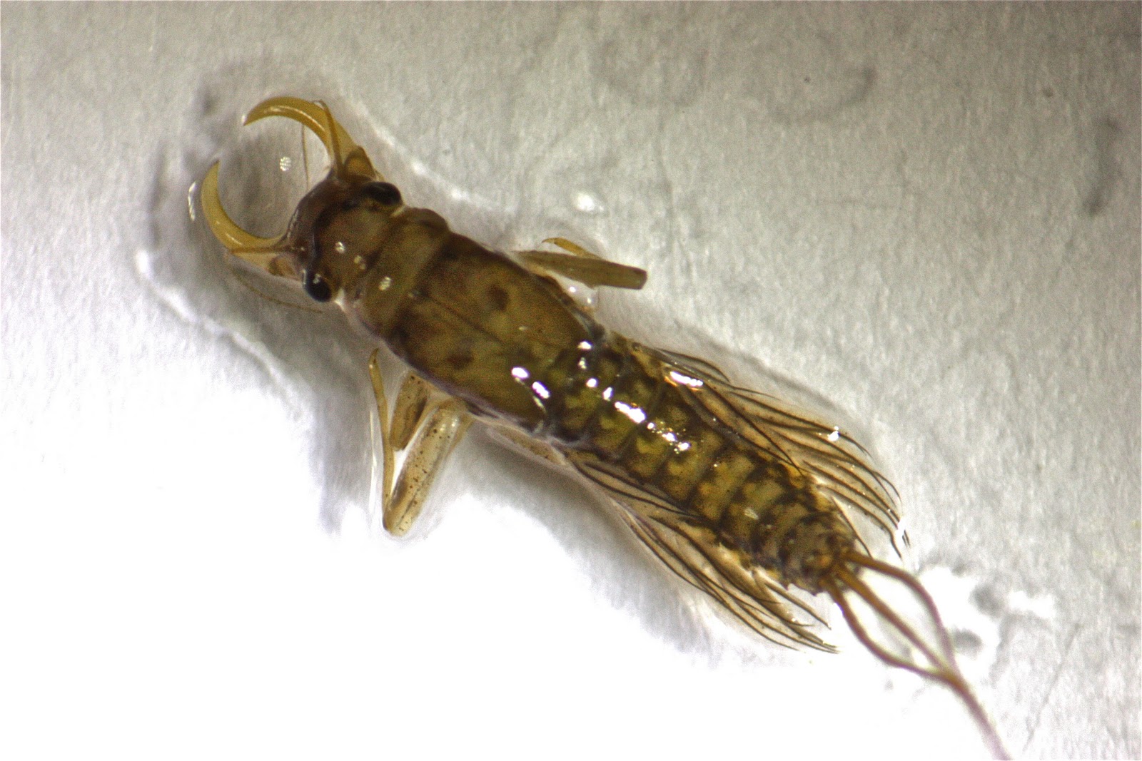 Aquatic Insects of Central Virginia: Wierd Looking Mayflies: "Common ...