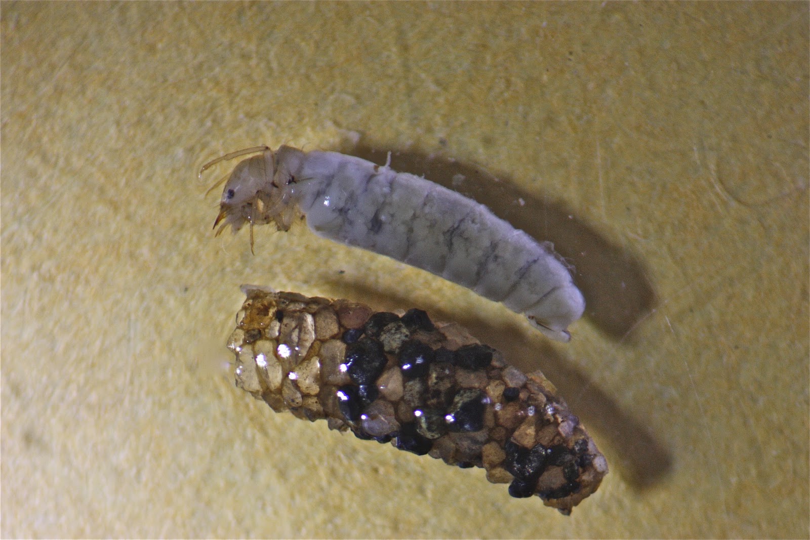 Aquatic Insects of Central Virginia: The "Long-horned Case Maker Caddis ...