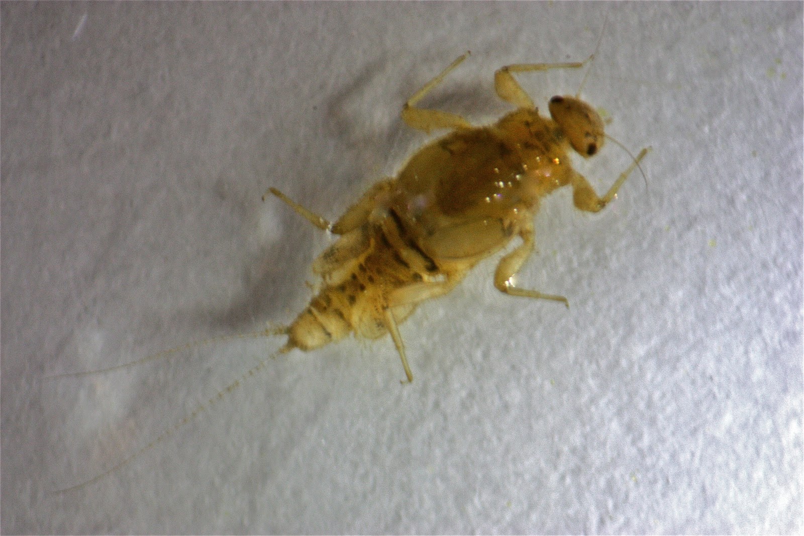 Aquatic Insects of Central Virginia: The "Tiny Mayflies" of Summer: the ...