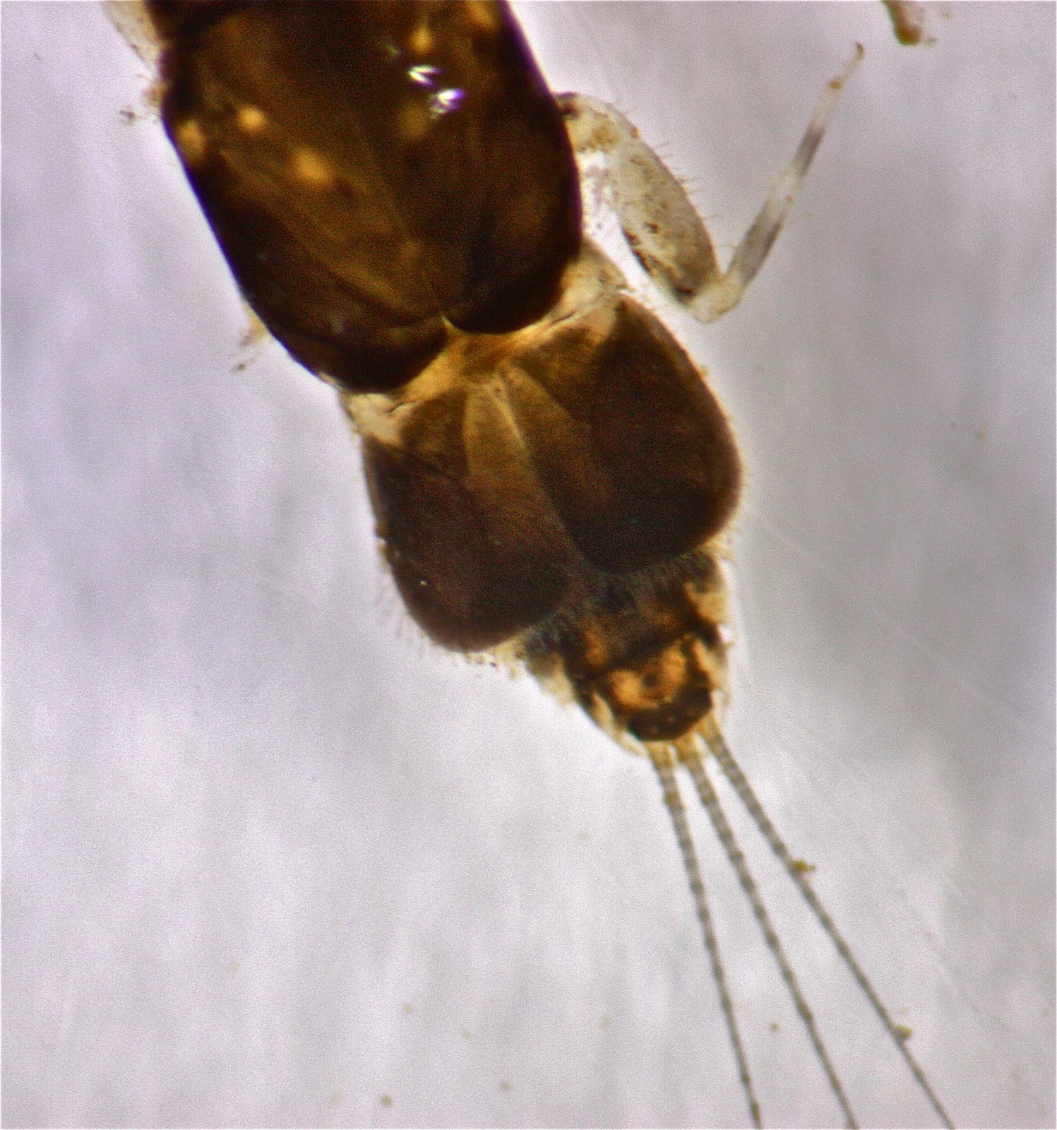 Aquatic Insects of Central Virginia: The "Tiny Mayflies" of Summer: the ...