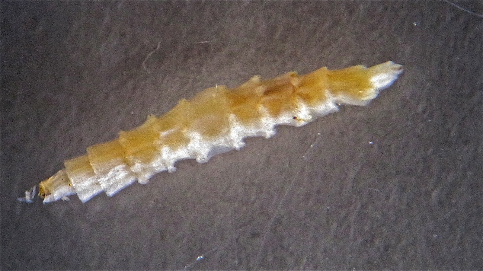 Aquatic Insects of Central Virginia: The "Other" Diptera (True Fly ...