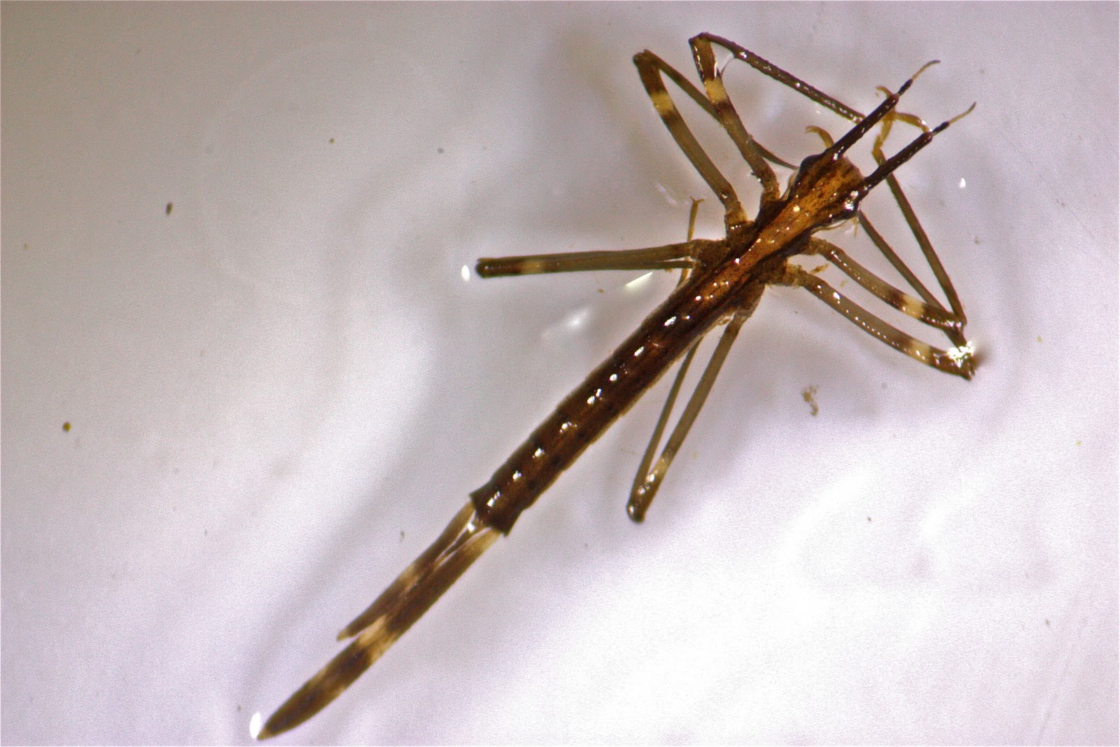 Aquatic Insects of Central Virginia: "Dragons and Damsels": Odonata, Pt ...