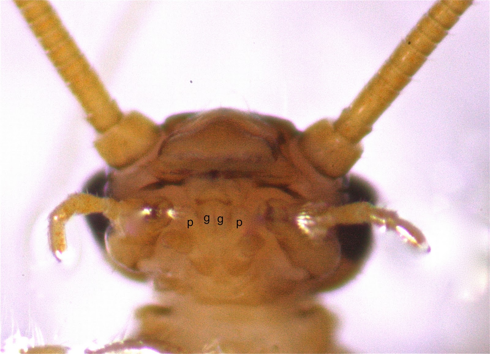 Aquatic Insects of Central Virginia: "Looking under the hood": labium ...