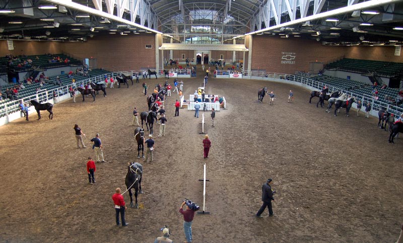 World Percheron Congress 2014: Stallion Show & Results
