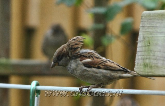 Ans Baas Fotografie en Fine Art Foto's: Mus met een bad hair day?
