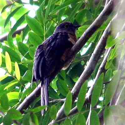 Deden dan DUNIA !!!: Wiwik uncuing burung yang suaranya bikin resah