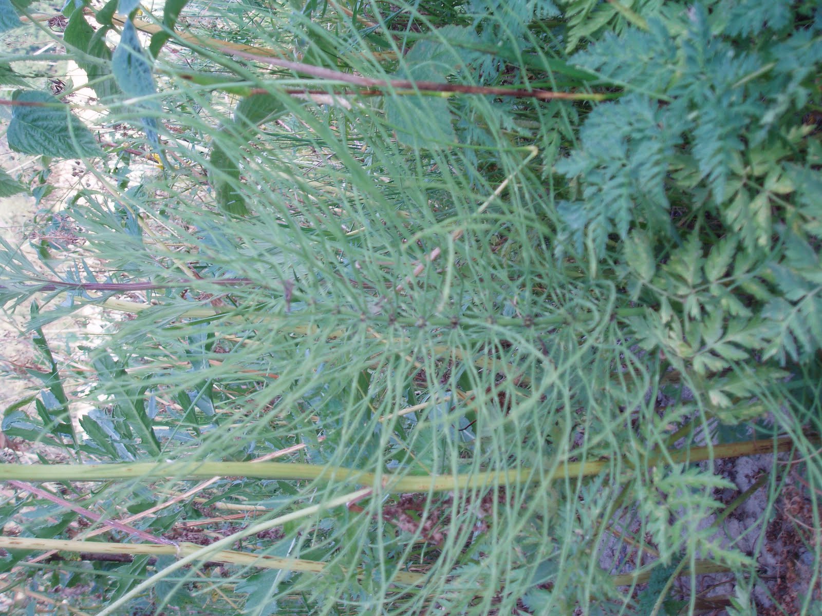 Kasvio 5-6: Peltokorte