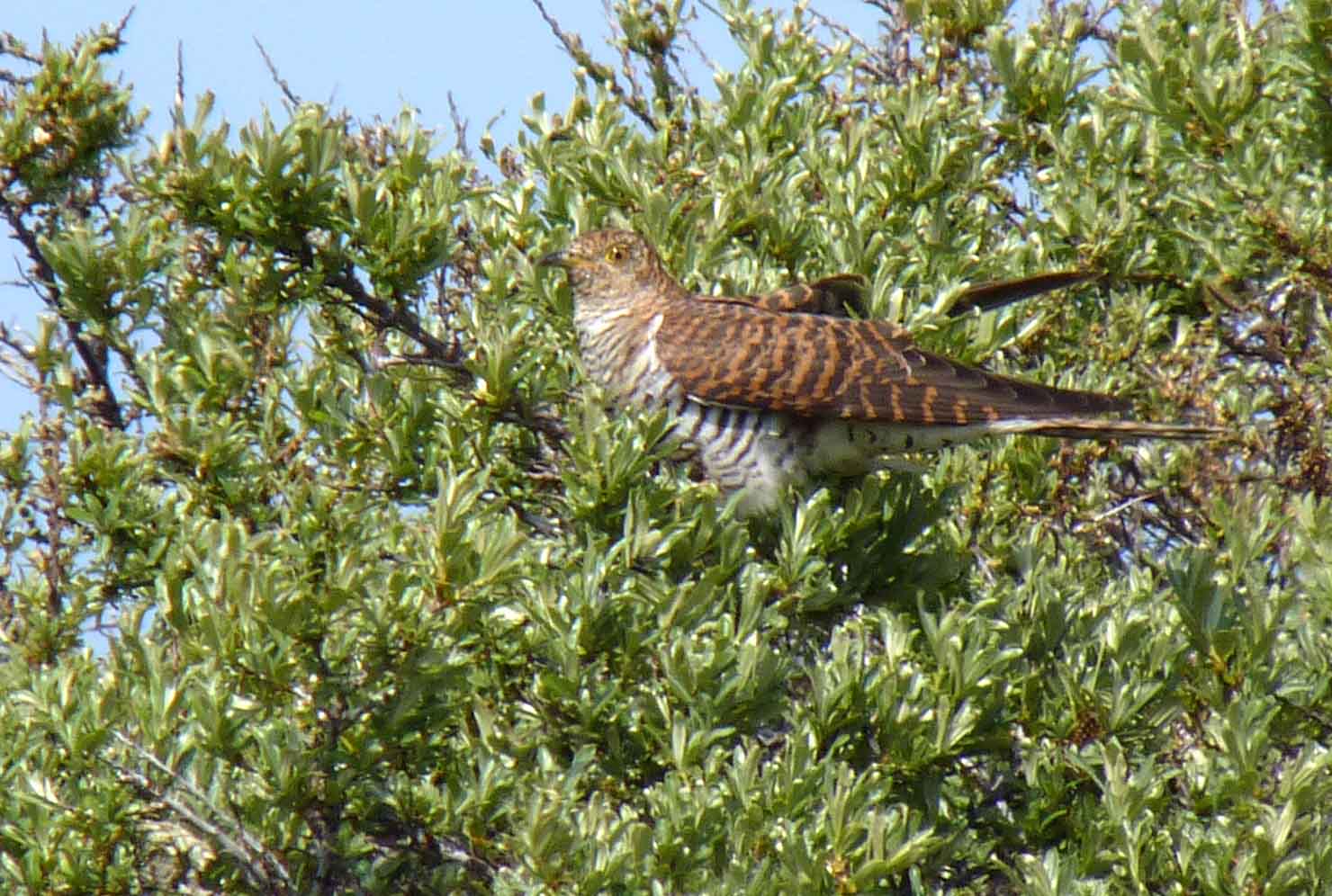 Ben's Birding Blog: Hepatic Cuckoo