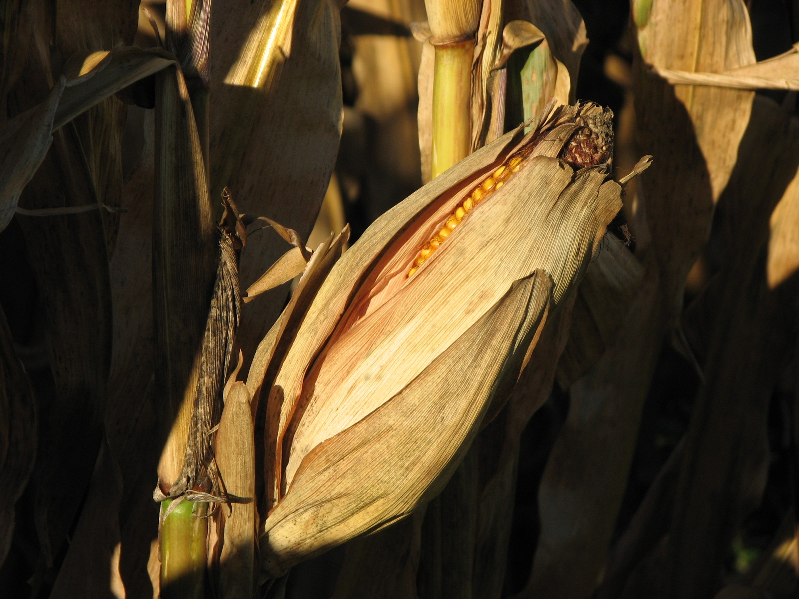 Dr. Di's Vetblog: How, when and why did corn become so evil?