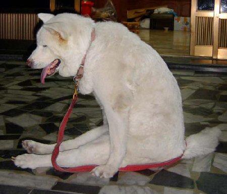 Doggie Corral Pet Supplies: Teaching your Dog to Sit