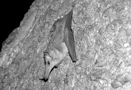 ECOLOGÍA-D3XT3R: ESPECIES ENDÉMICAS.