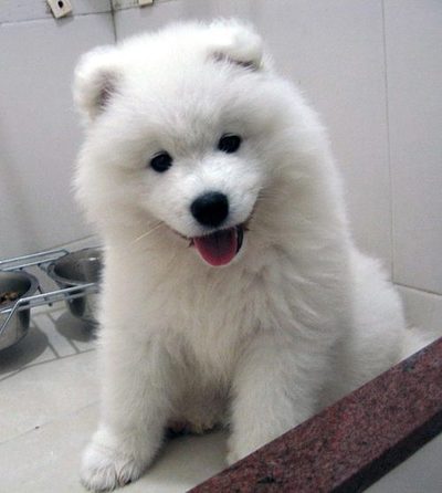 Samoyed Puppy The Proposal