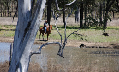 Mustering scenes | Bush Babe of Oz
